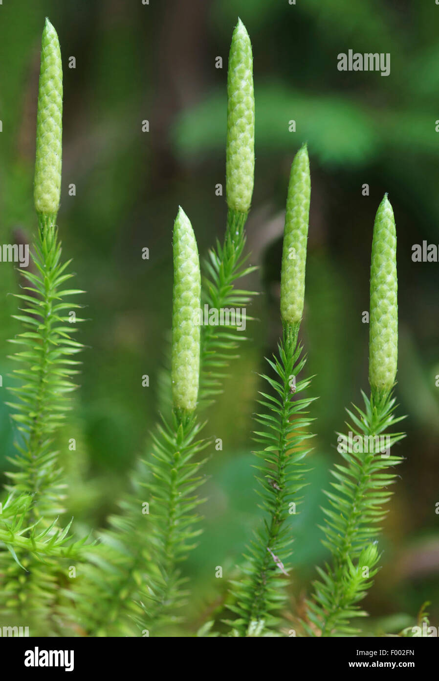Stiff clubmoss, Stiff ground-pine (Lycopodium annotinum), with cones ...