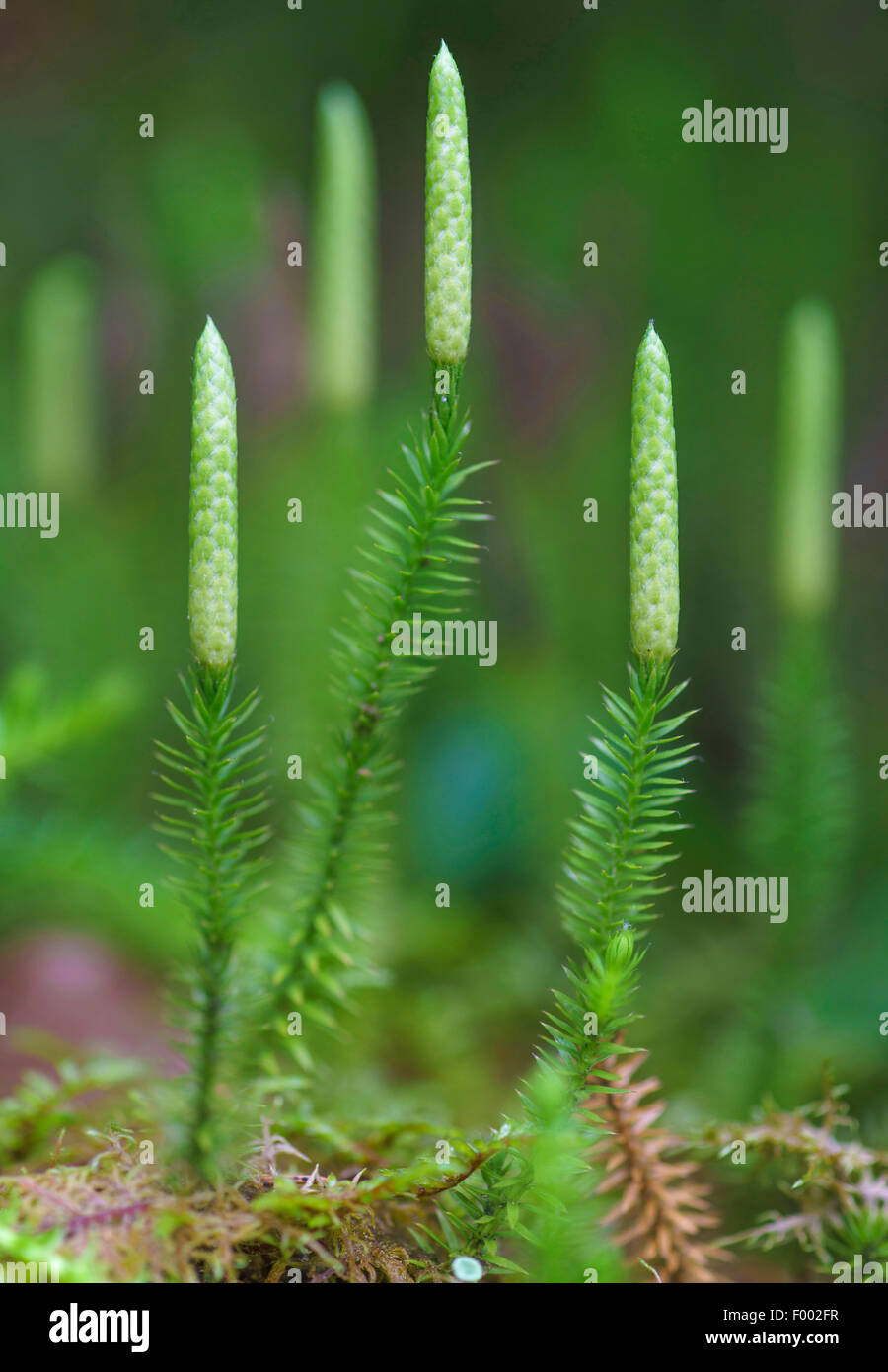 Stiff clubmoss, Stiff ground-pine (Lycopodium annotinum), with cones ...