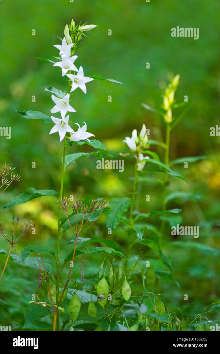 giant bellflower, great bellflower (Campanula latifolia), blooming ...
