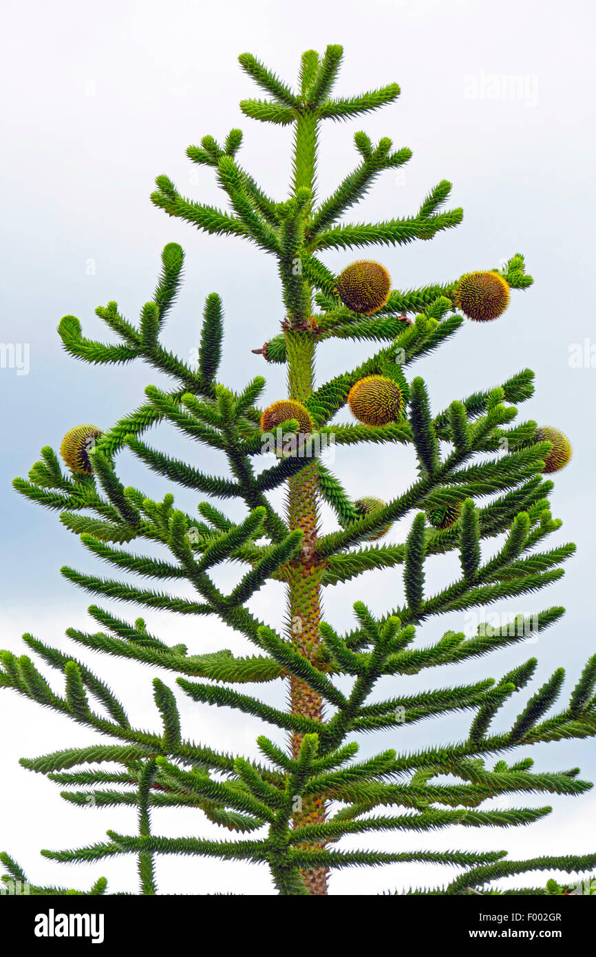 Araucaria araucana tree hi-res stock photography and images - Alamy