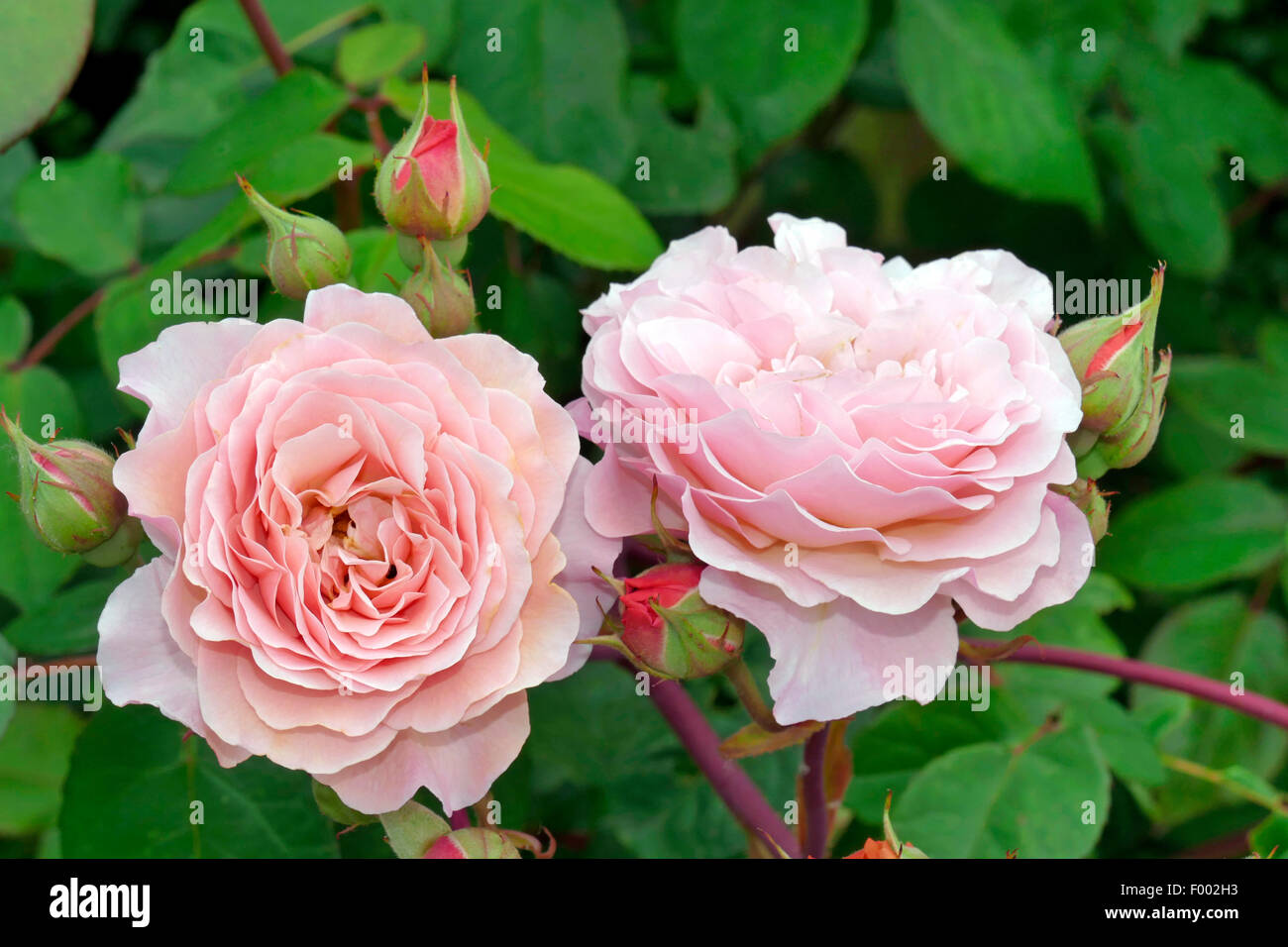 English pink rose horizontal hi-res stock photography and images - Alamy