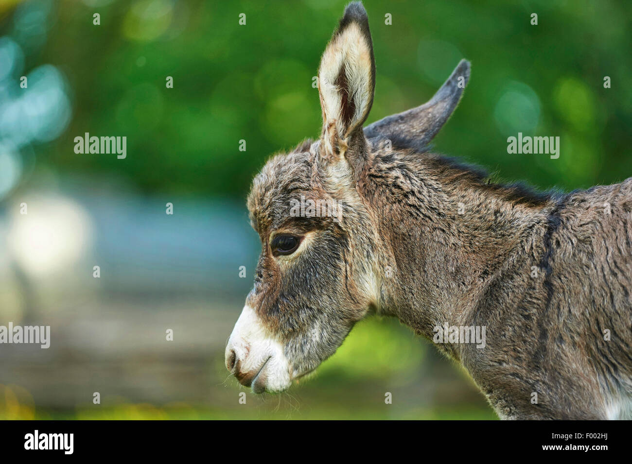 Domestic donkey (Equus asinus asinus), portrait of an 8 hour old ...