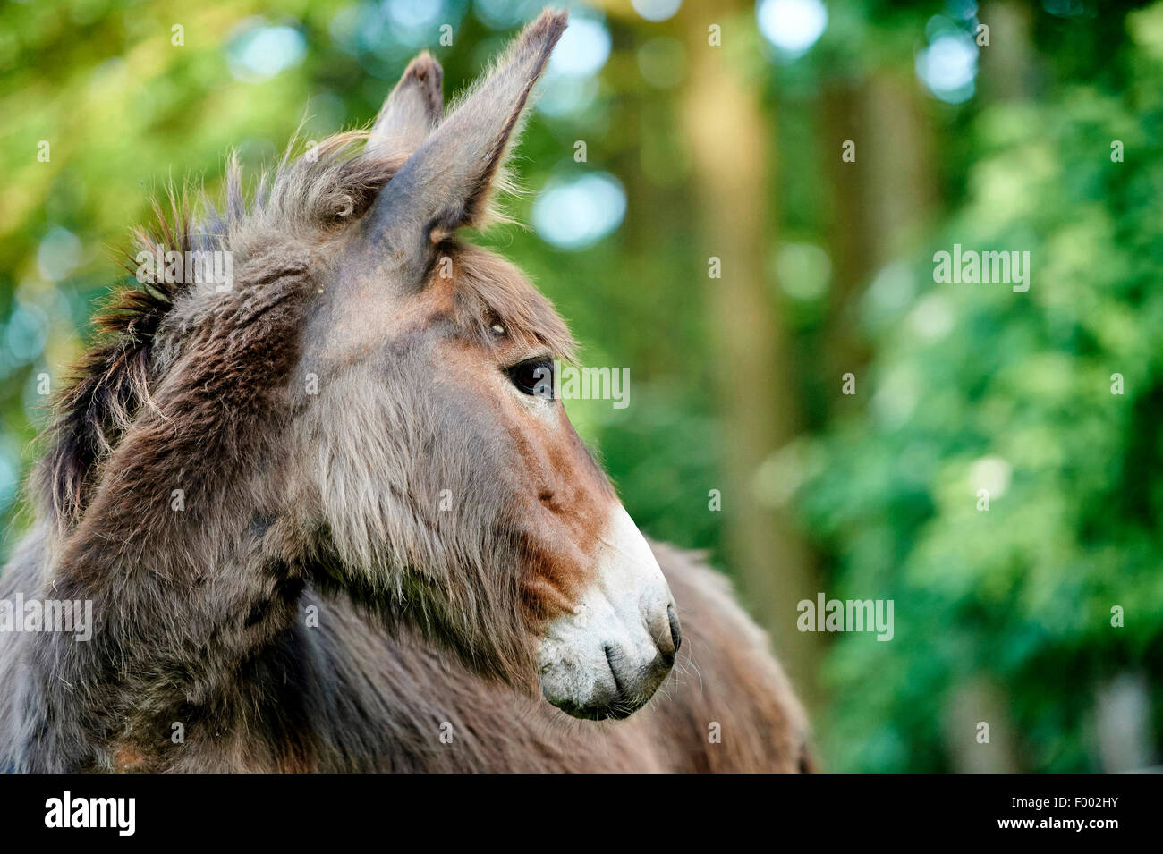 Donkey looking backwards hi-res stock photography and images - Alamy