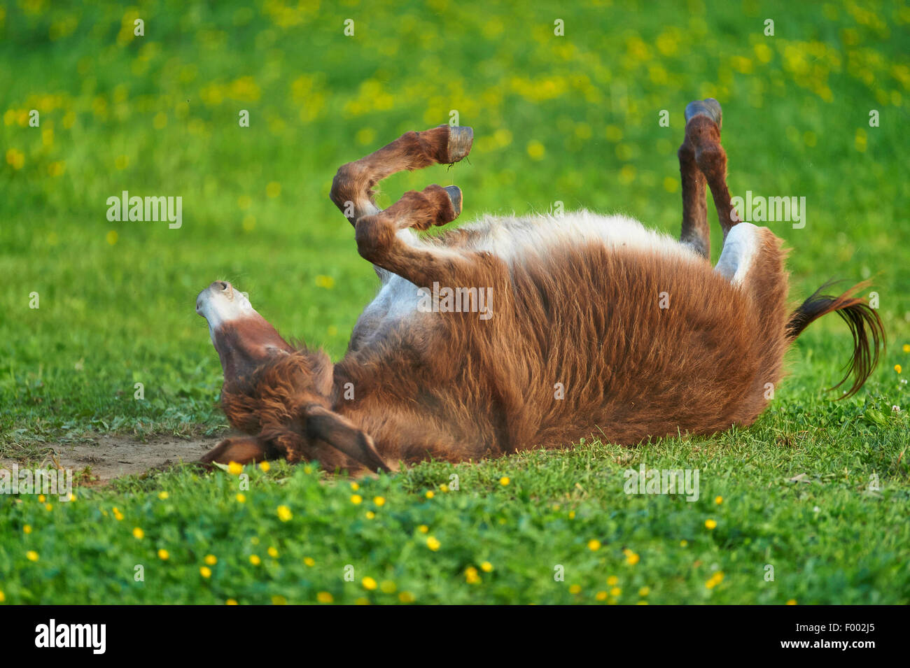Domestic donkey (Equus asinus asinus), rolling in a meadow, Germany ...