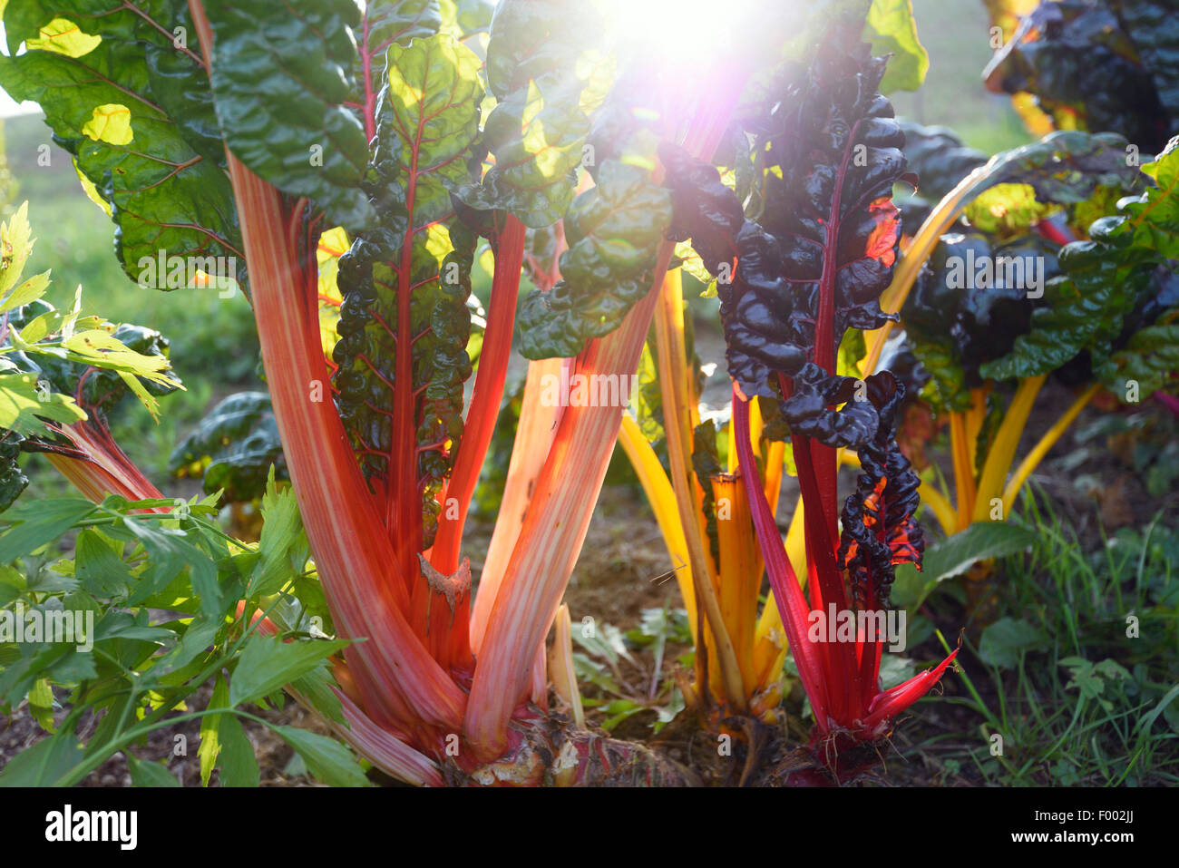 Mangel back hi-res stock photography and images - Alamy