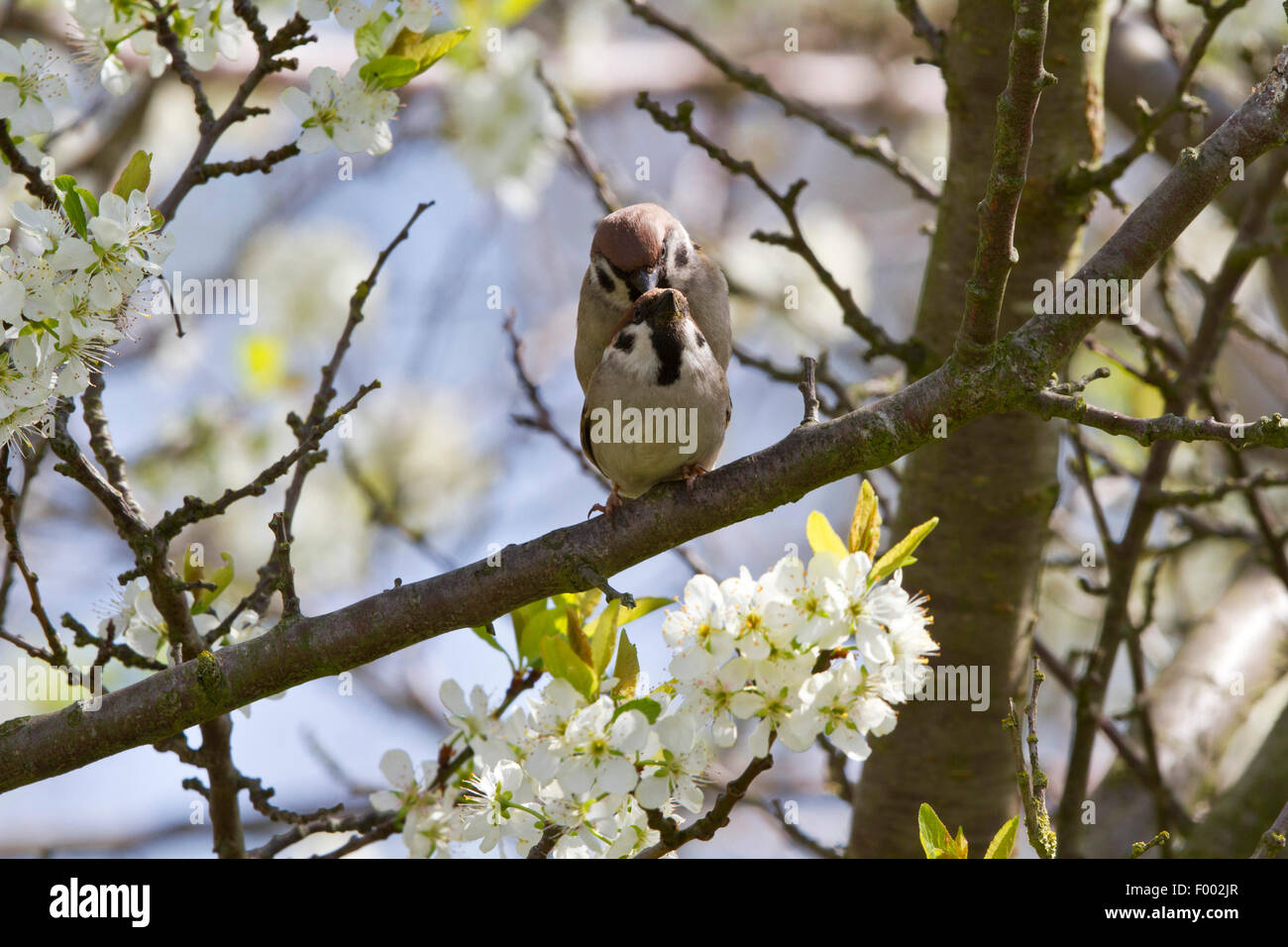 Eurasian tree sparrow (Passer montanus), mating on a plum tree, Germany ...