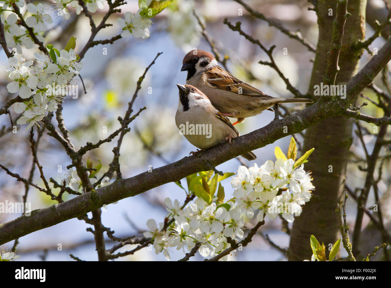 Eurasian tree sparrow (Passer montanus), mating on a plum tree, Germany ...