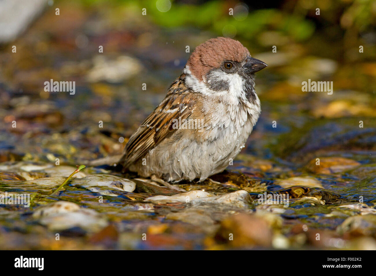 Eurasian tree sparrow (Passer montanus), bathing sparrow, Germany ...