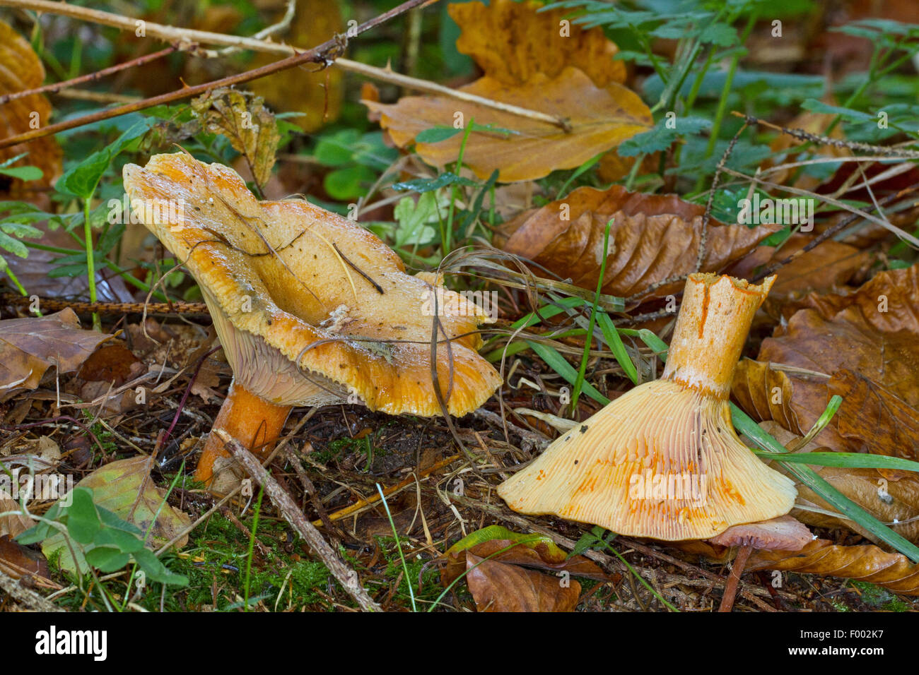 False saffron milkcap, Orange milkcap (Lactarius deterrimus), two ...