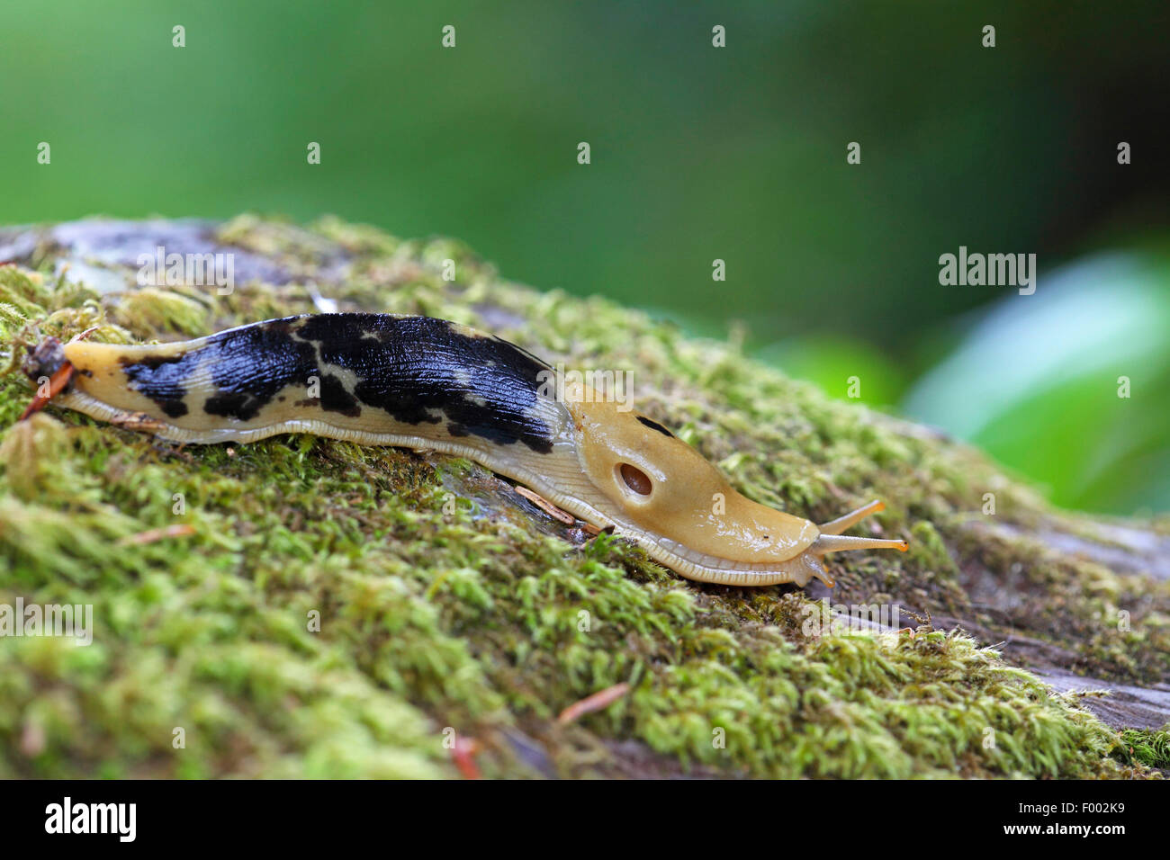 Tree slug hi-res stock photography and images - Alamy
