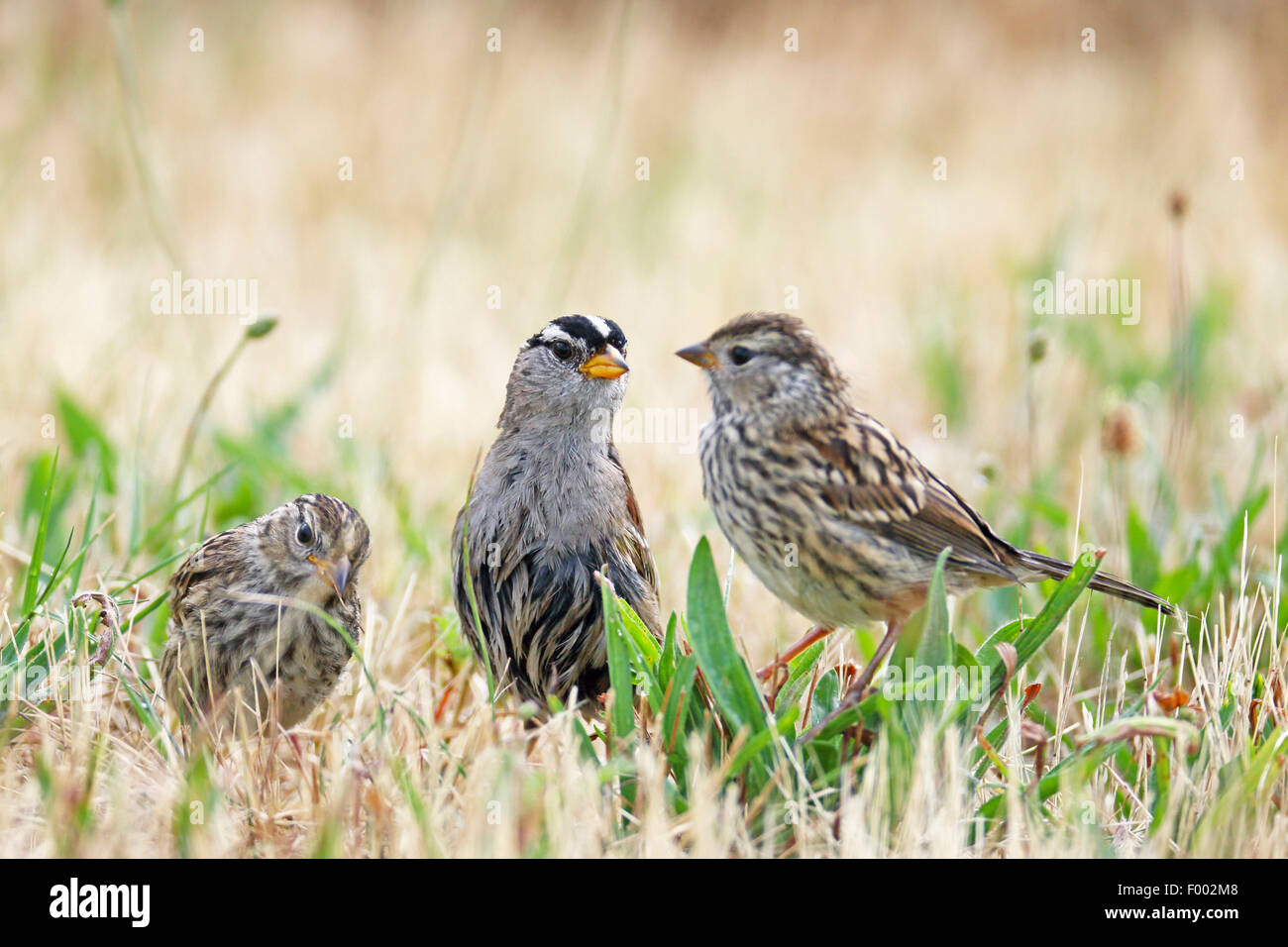White-crowned sparrow (Zonotrichia leucophrys), adult bird with two ...