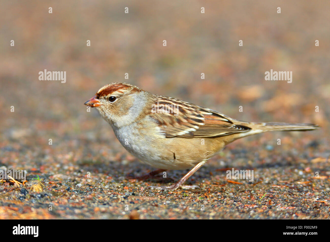 White crowned sparrow side view bird hi-res stock photography and ...