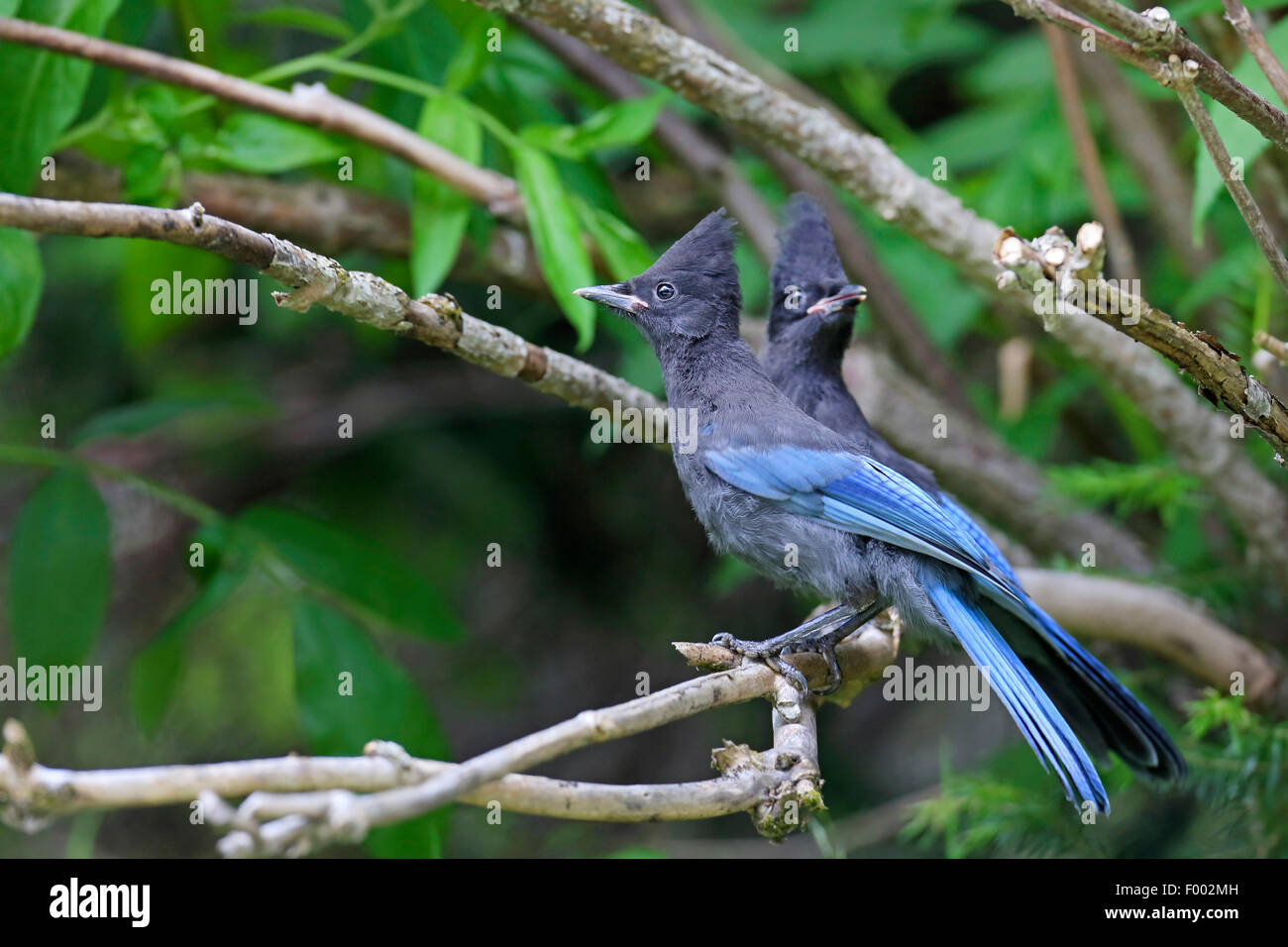 Canada jay tree hi-res stock photography and images - Alamy