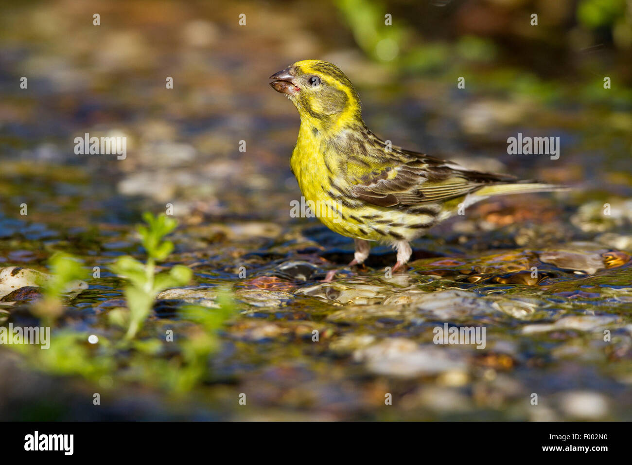 European serin (Serinus serinus), drinking male, Germany, Mecklenburg ...