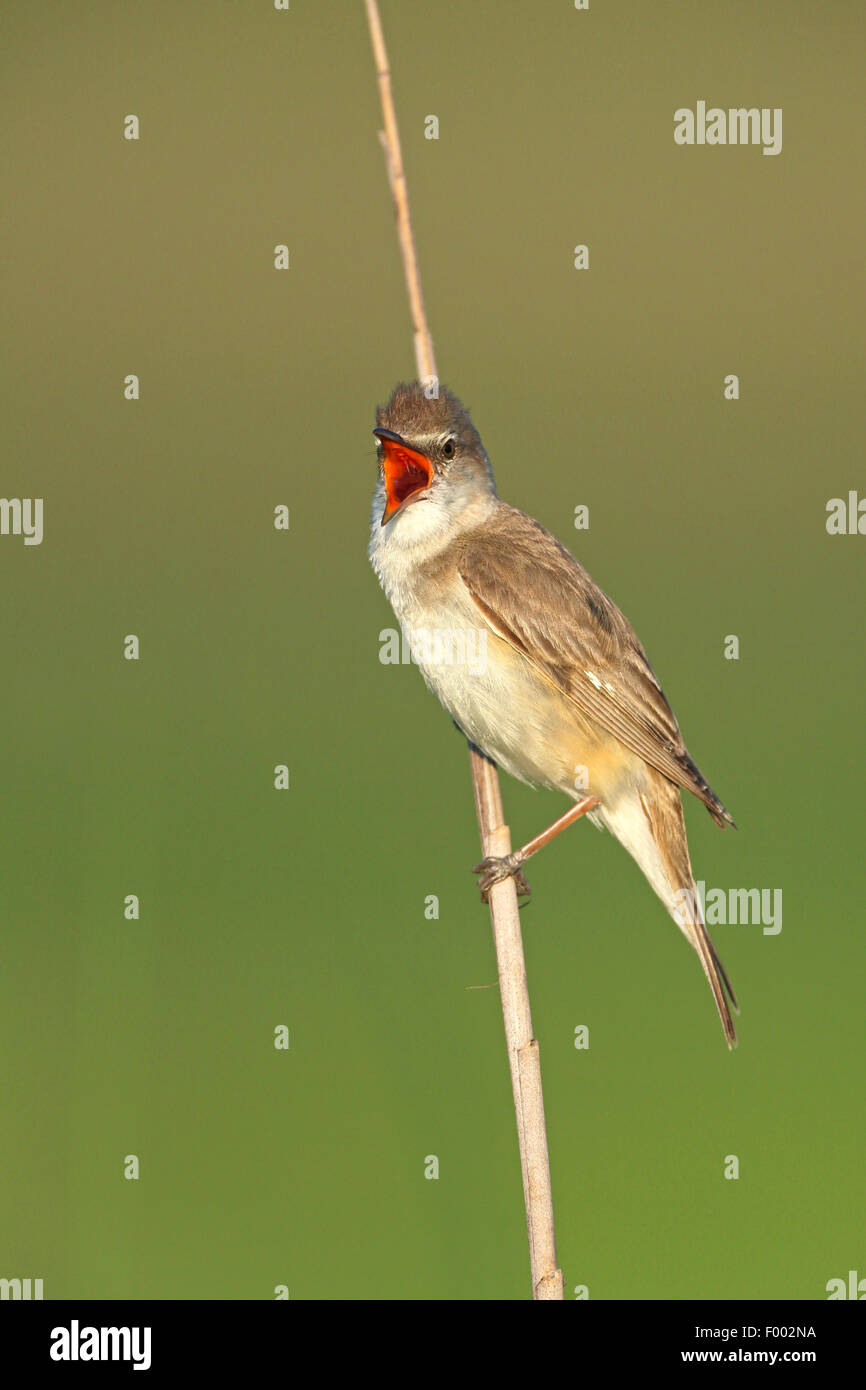 great reed warbler (Acrocephalus arundinaceus), male sitting at a reed ...