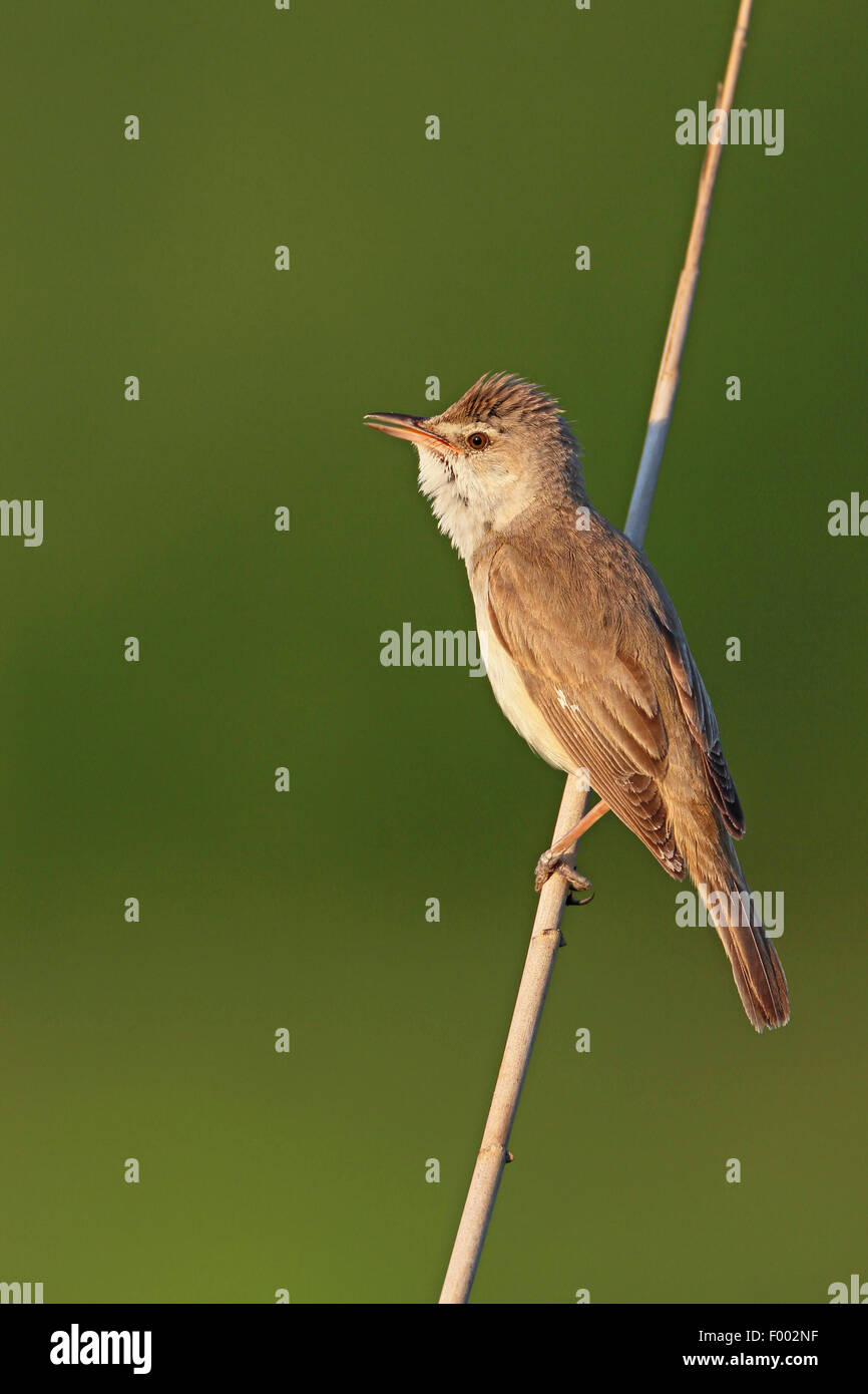 great reed warbler (Acrocephalus arundinaceus), male sitting at a reed ...