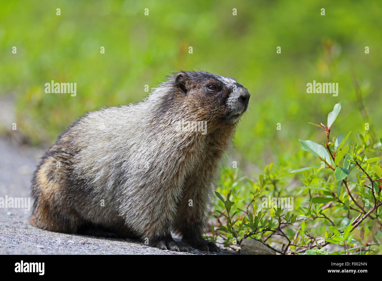 hoary marmot (Marmota caligata), marmot sits at the edge of the wood ...