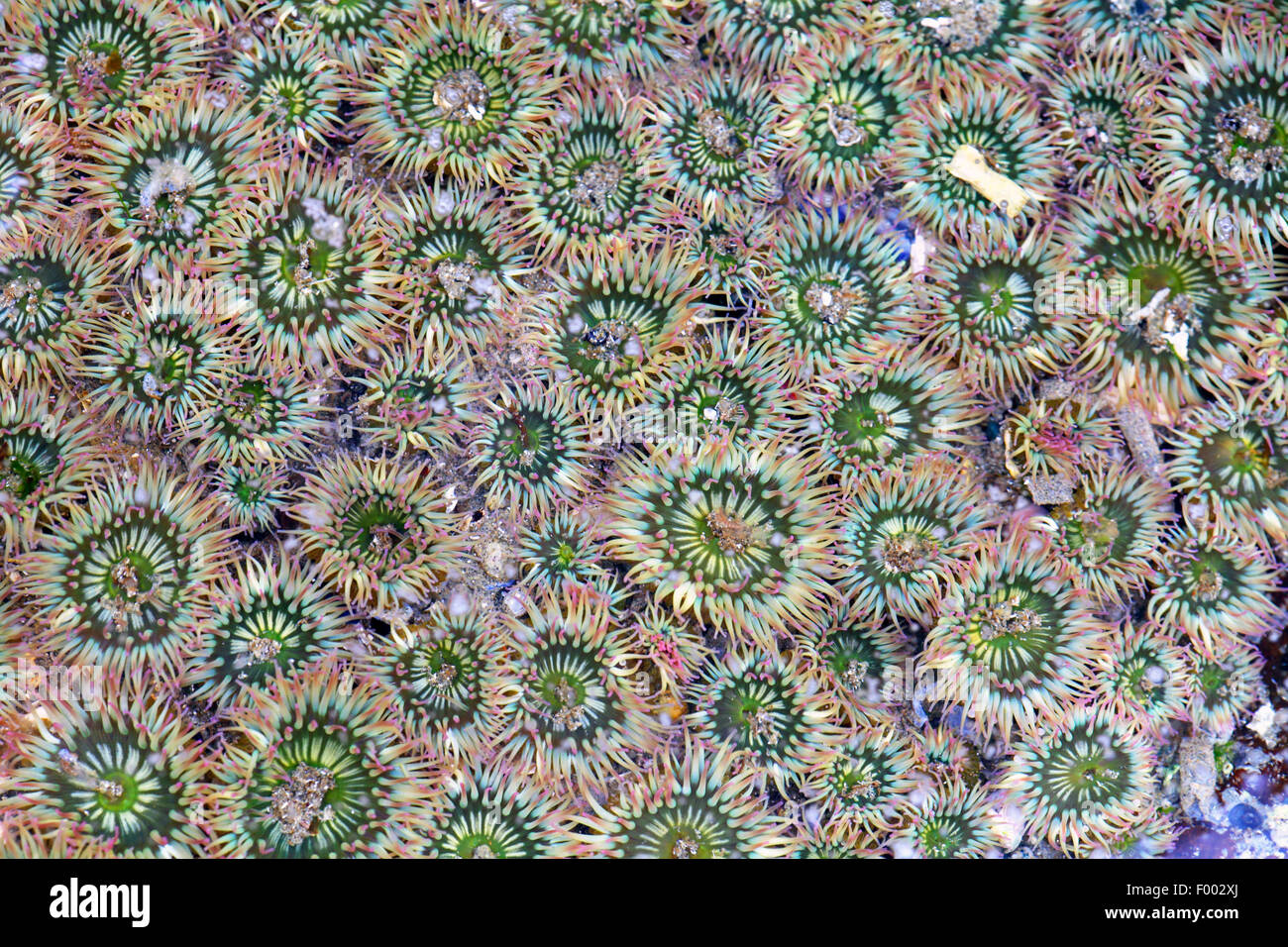 Anthopleura xanthogrammica hi-res stock photography and images - Alamy