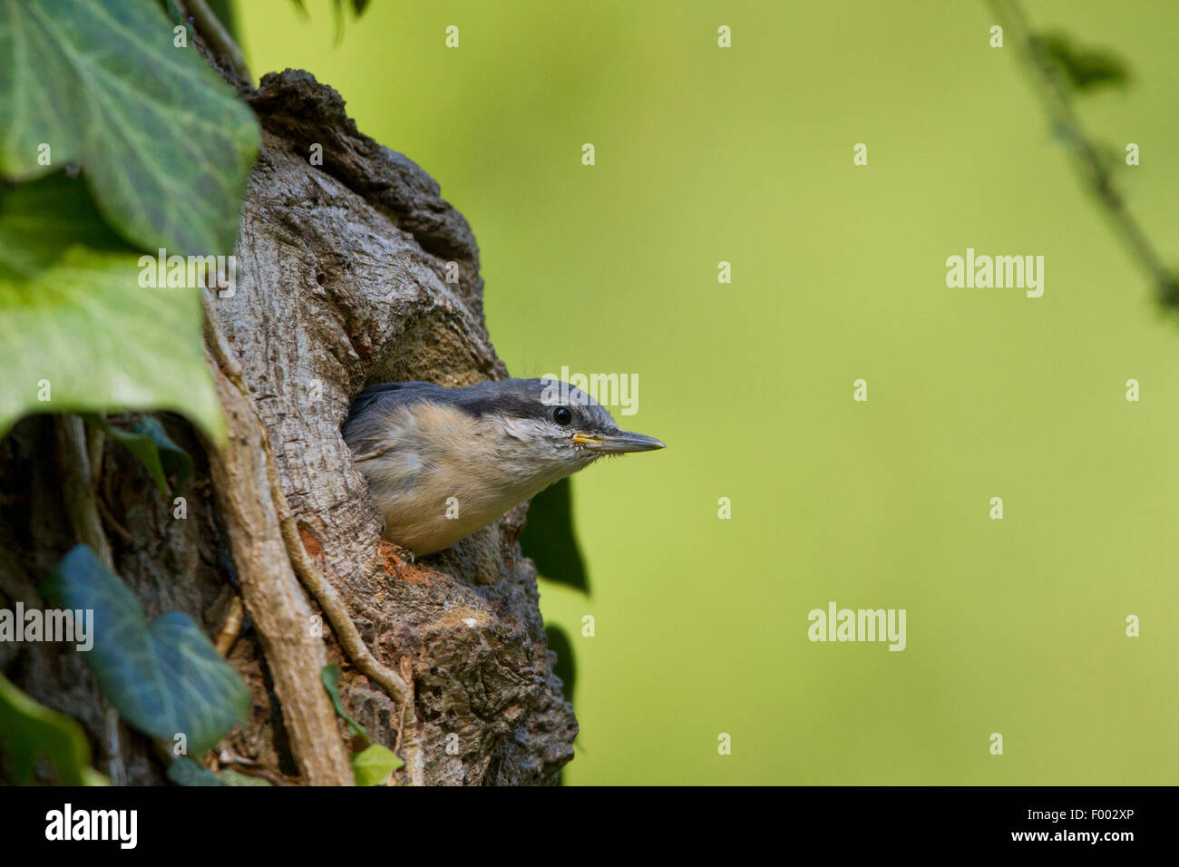 Juvenile nuthatches hi-res stock photography and images - Alamy