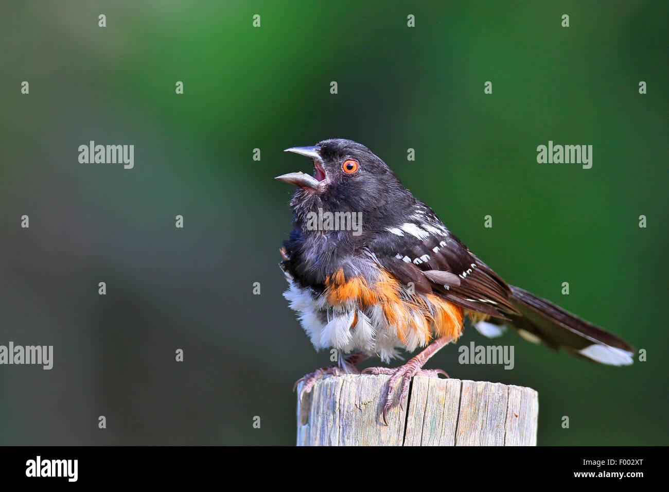 Spotted towhee (Pipilo maculatus), male sitting on a post and singing ...