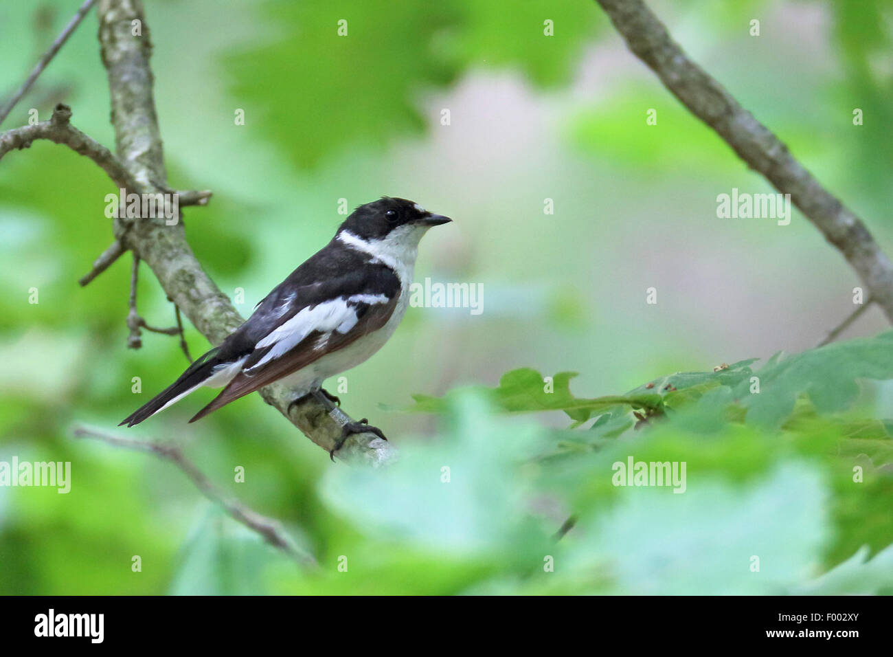 Semi-collared flycatcher (Ficedula semitorquata), male in an oak forest ...