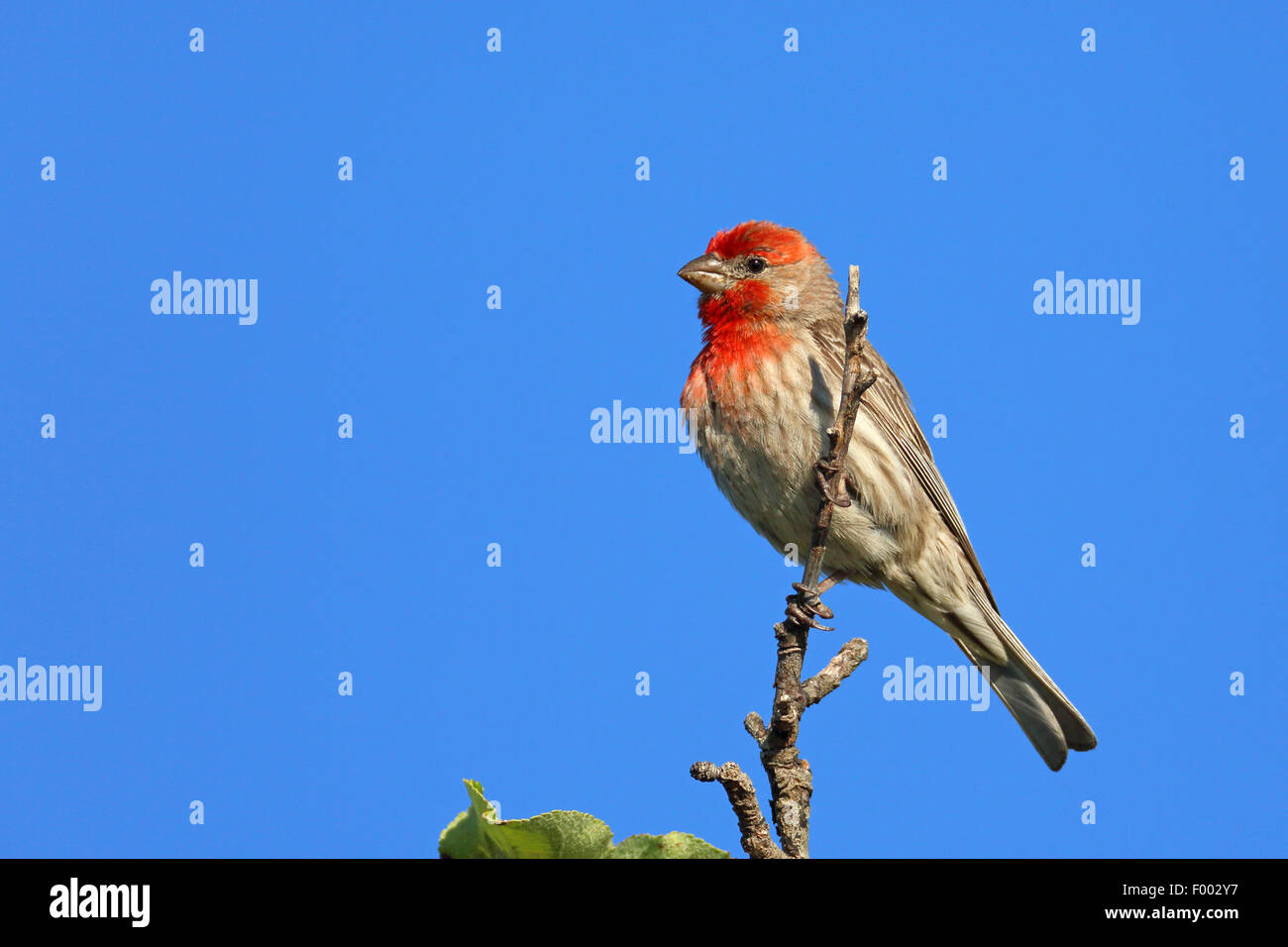 House finch (Carpodacus mexicanus), male sitting on a bush, Canada ...