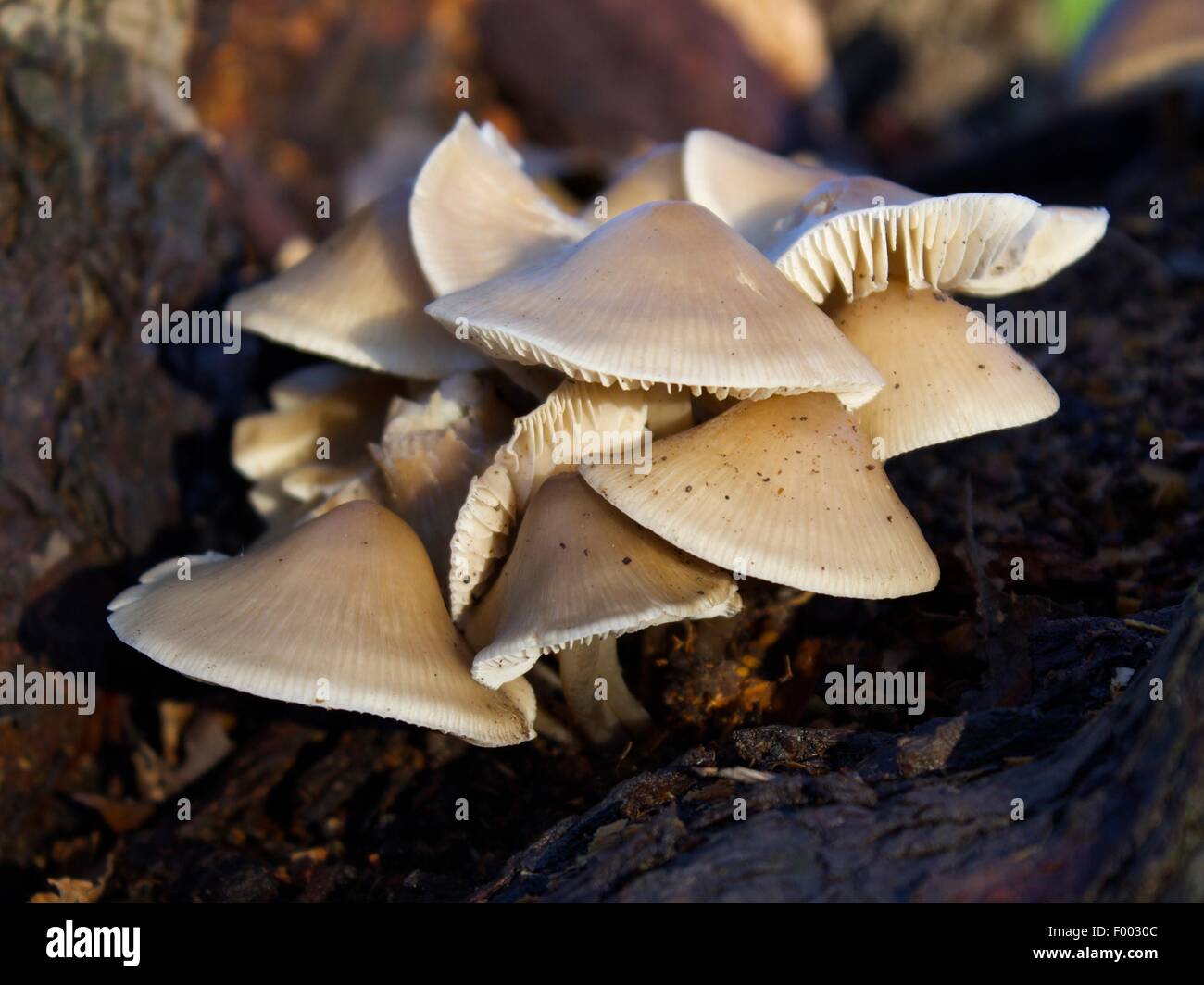 Cream coloured fungi hi-res stock photography and images - Alamy