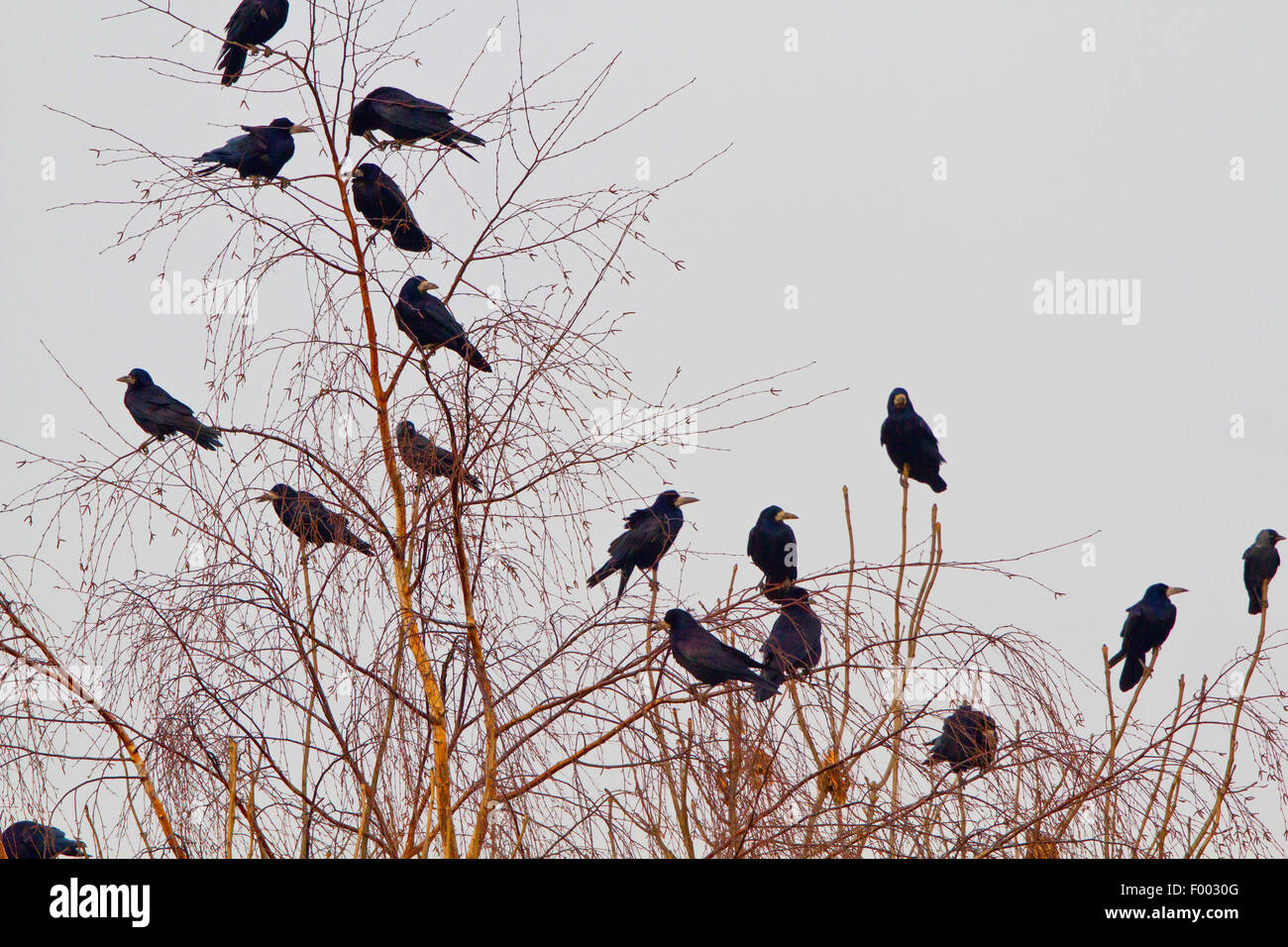 Crows and rooks hi-res stock photography and images - Alamy