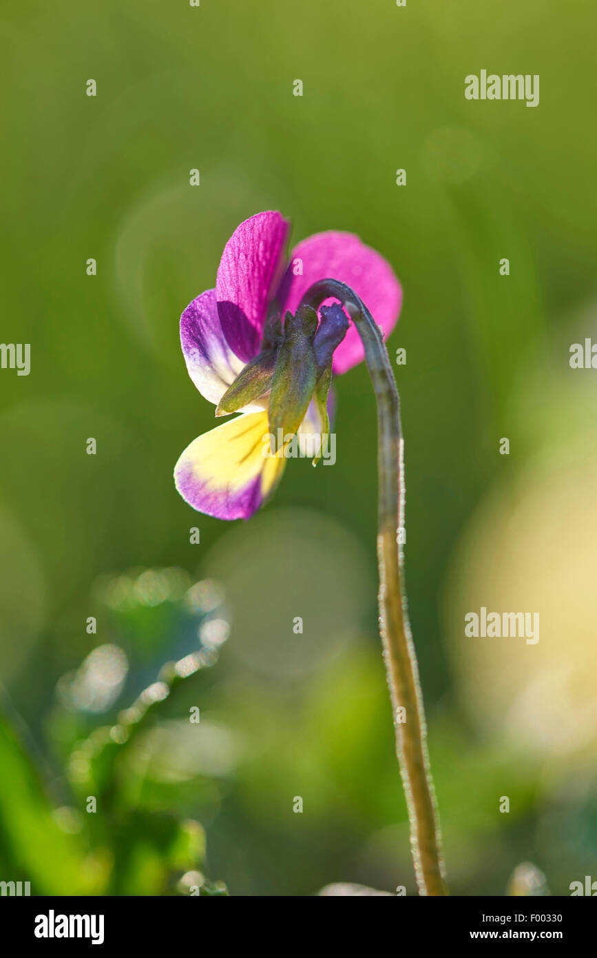 horned pansy, horned violet (Viola cornuta), flower in backlight Stock ...