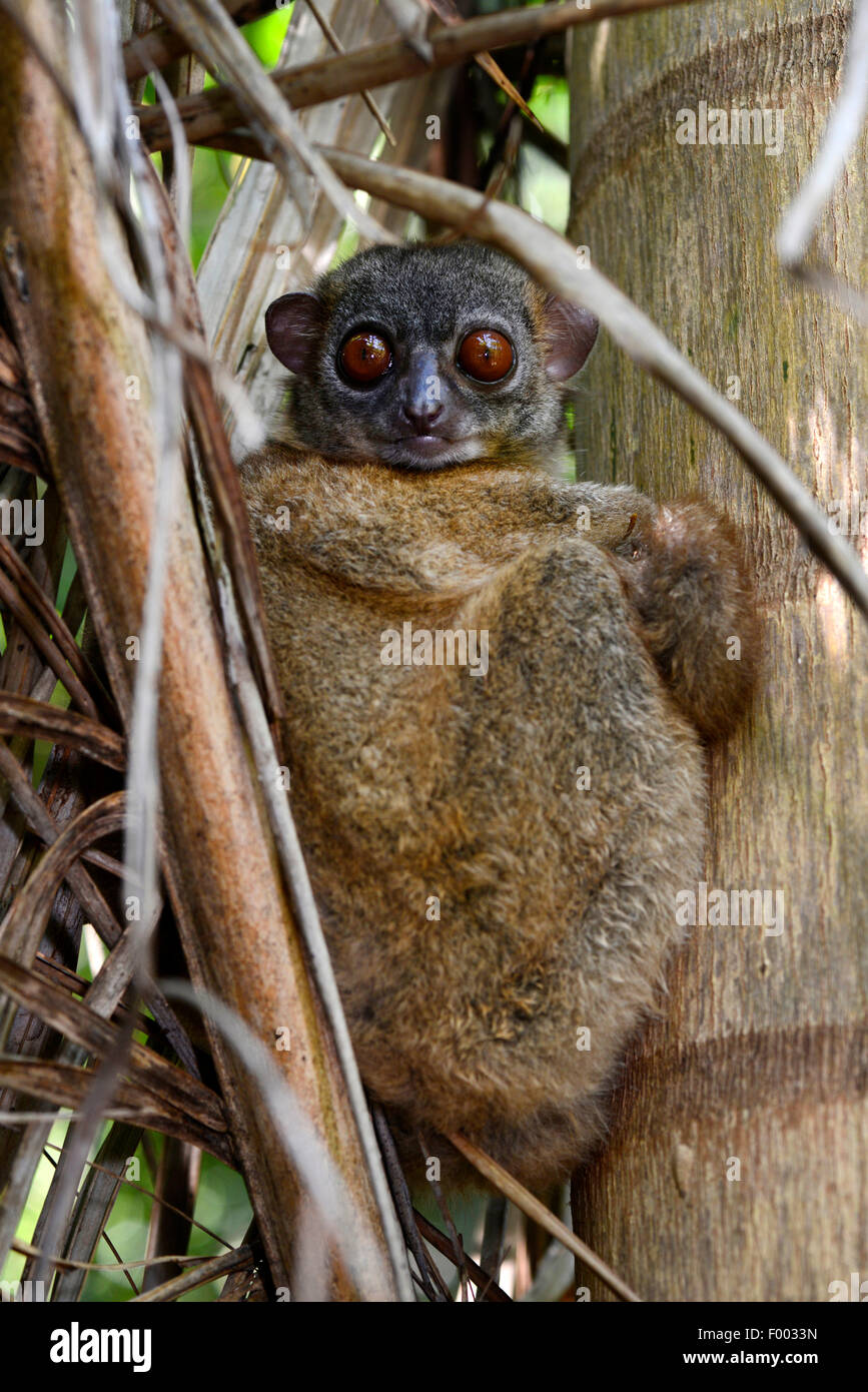 Back striped sportive lemur lepilemur dorsalis hi-res stock photography ...