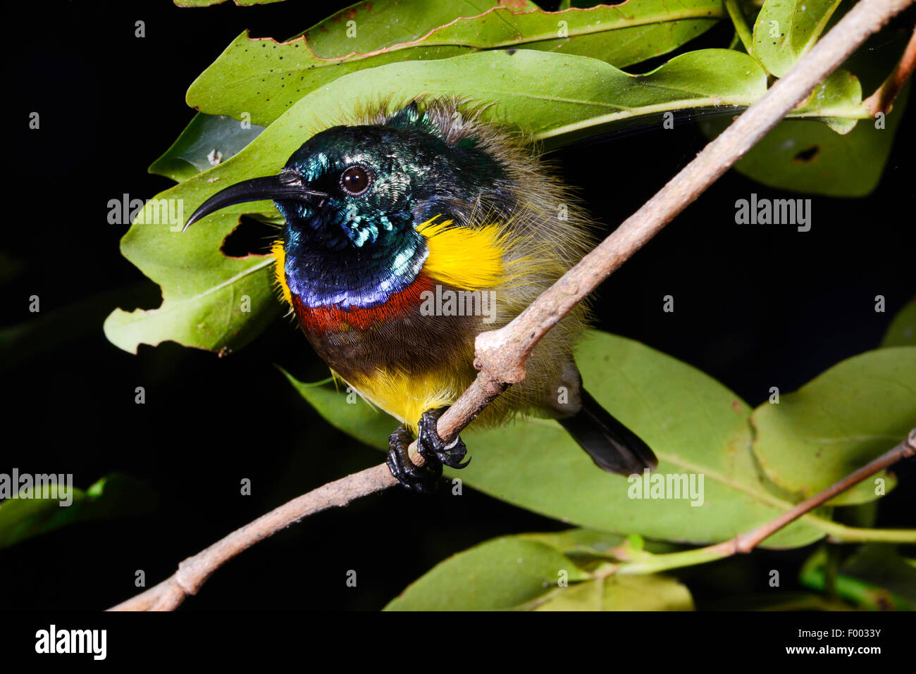 souimanga sunbird (Nectarinia souimanga), sits on a twig fluffed up ...
