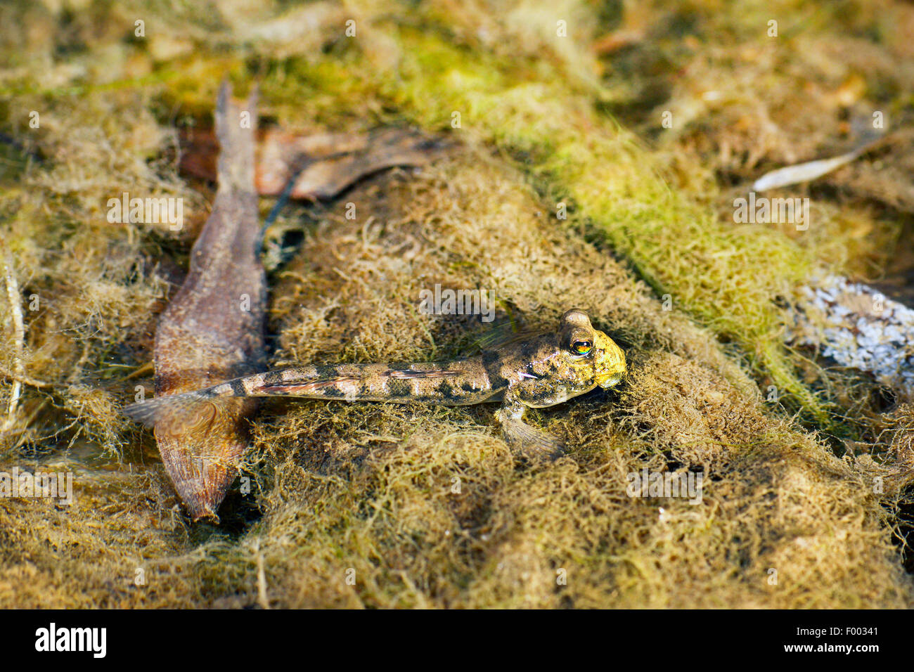 mudskippers, mudhoppers, climbing-fish (Periophthalmus spec.), at the ...