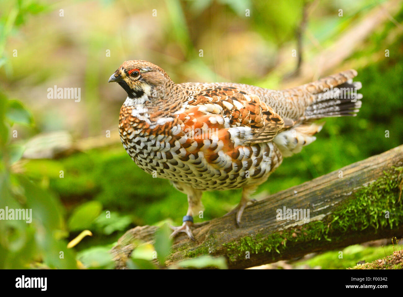 hazel grouse (Tetrastes bonasia, Bonasa bonasia), on a mossy branch ...
