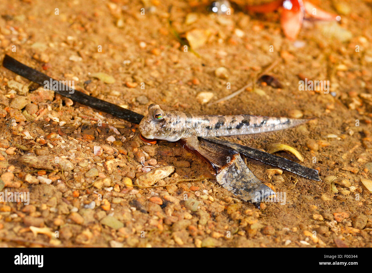 mudskippers, mudhoppers, climbing-fish (Periophthalmus spec.), at the ...