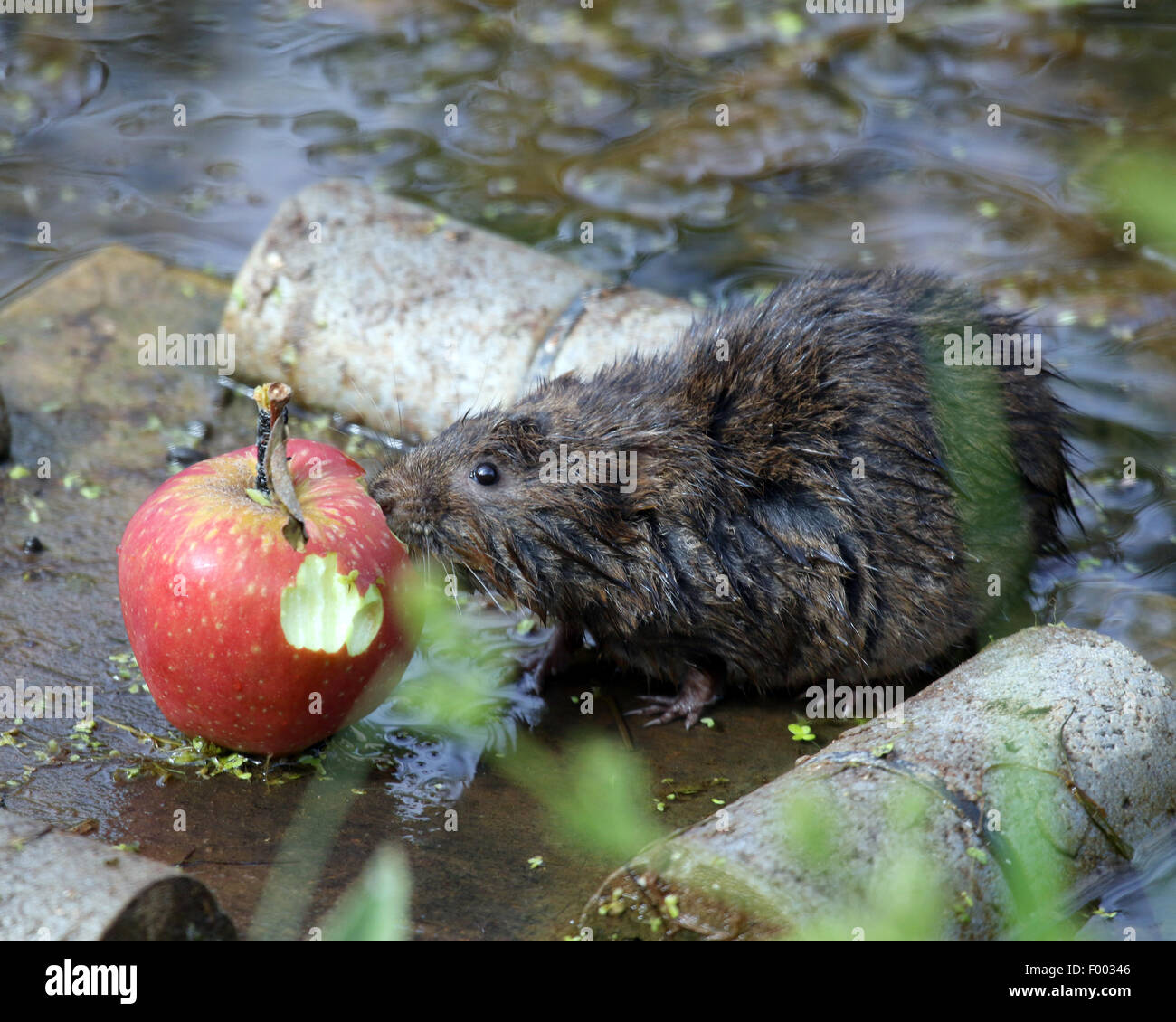 European Water Vole Stock Photo - Alamy