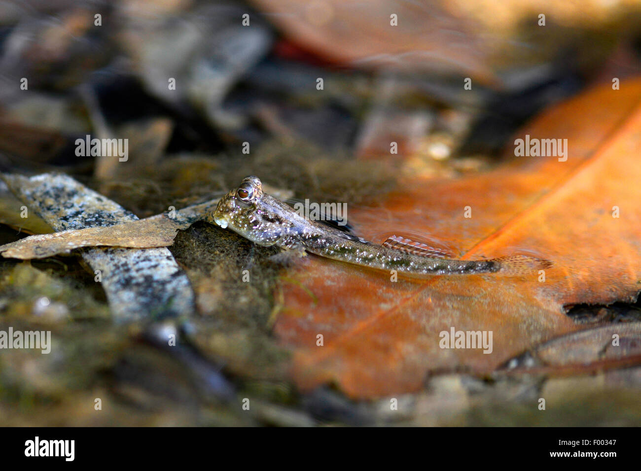 mudskippers, mudhoppers, climbing-fish (Periophthalmus spec.), at the ...