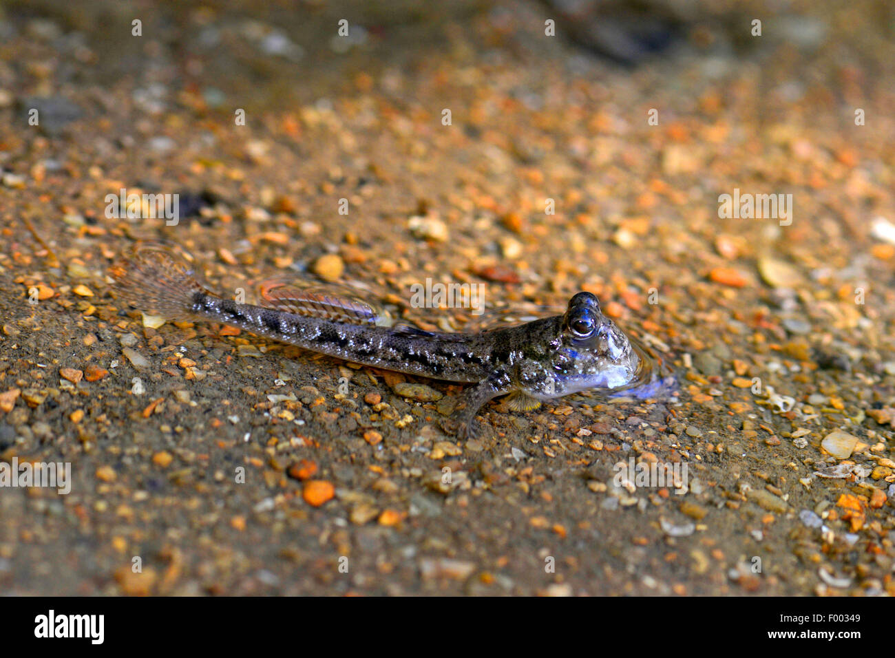 mudskippers, mudhoppers, climbing-fish (Periophthalmus spec.), at the ...