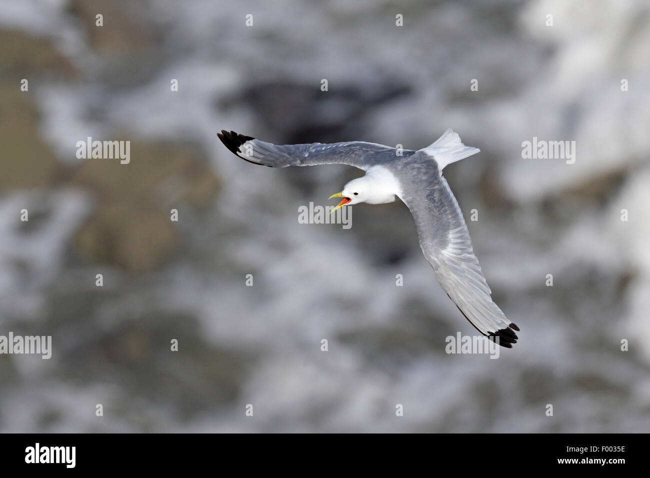 Adult Black Legged Kittiwake calling in flight at Bempton RSPB Reserve ...
