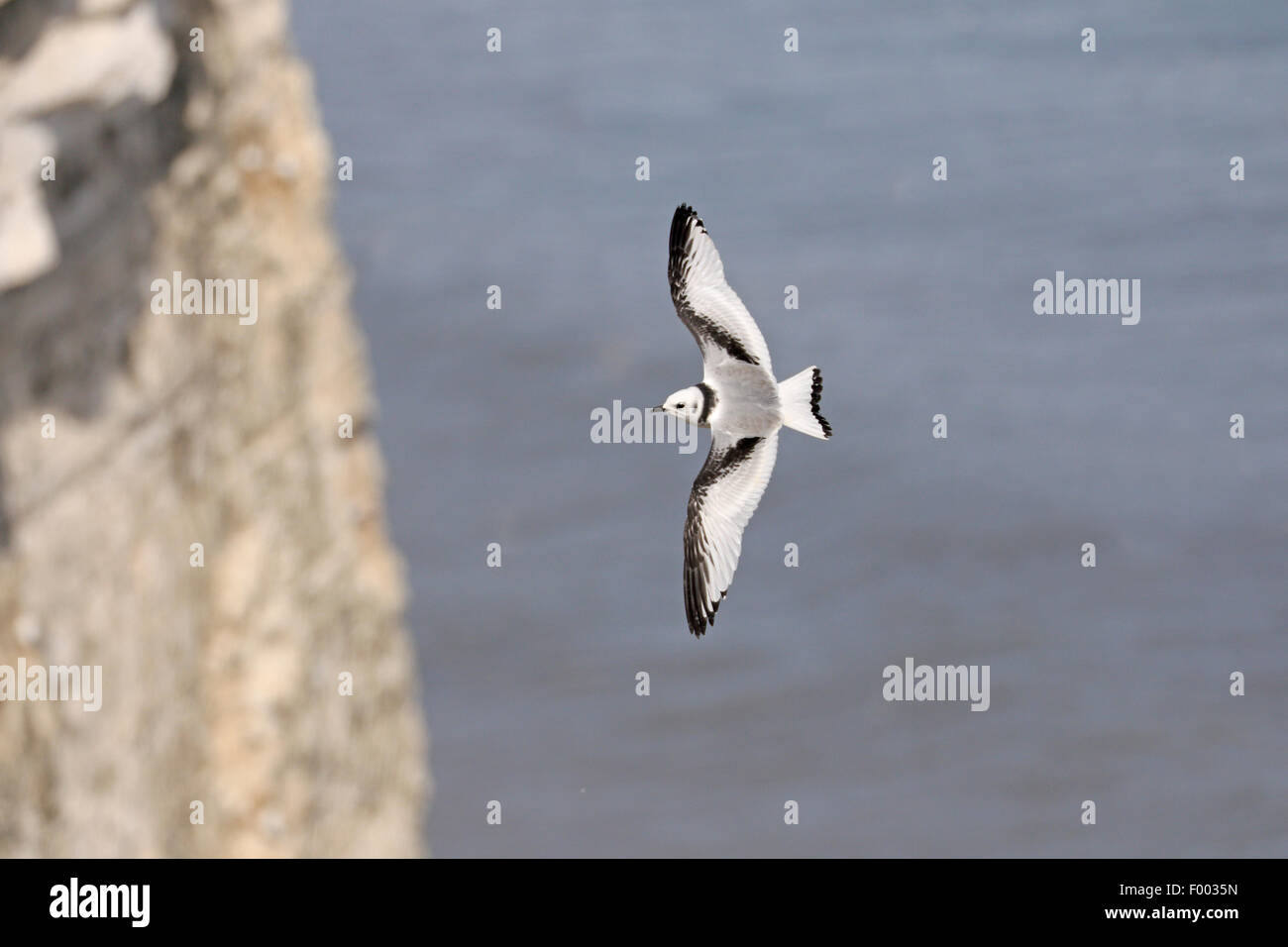 Juvenile Black Legged Kittiwake in flight at Bempton RSPB Reserve Stock ...