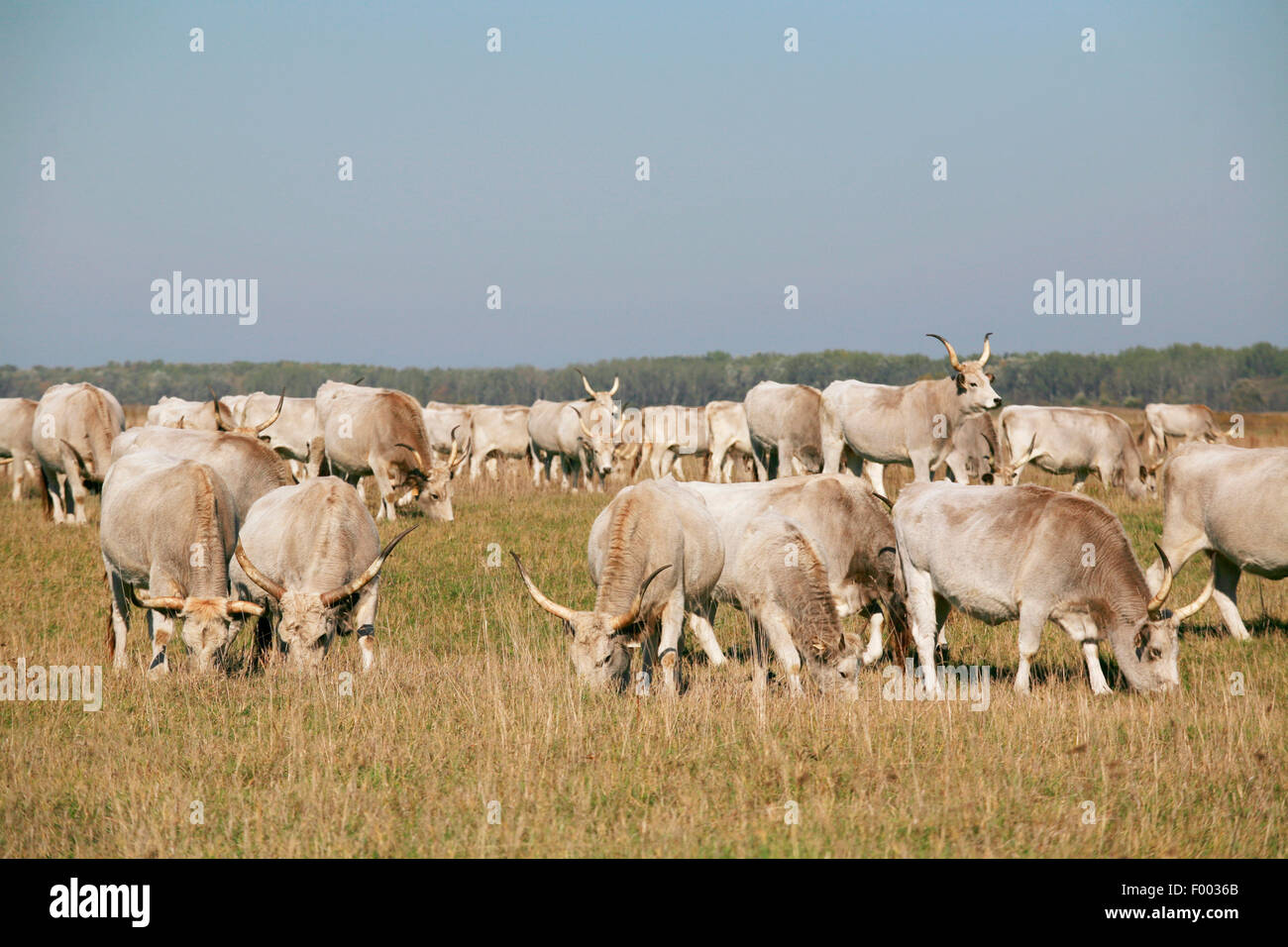 Hungarian steppe cattle with calf hi-res stock photography and images ...