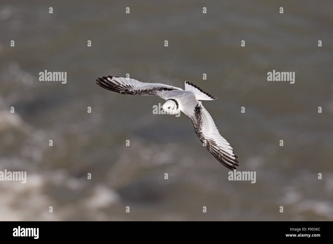 Juvenile Black Legged Kittiwake in flight at Bempton RSPB Reserve Stock ...