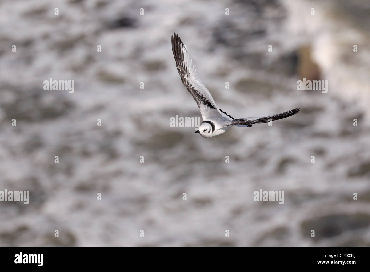 Juvenile Black Legged Kittiwake in flight at Bempton RSPB Reserve Stock ...