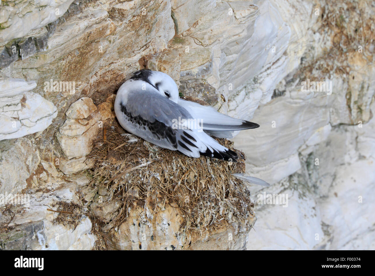 Juvenile Black Legged Kittiwake sleeping on a nest Stock Photo - Alamy