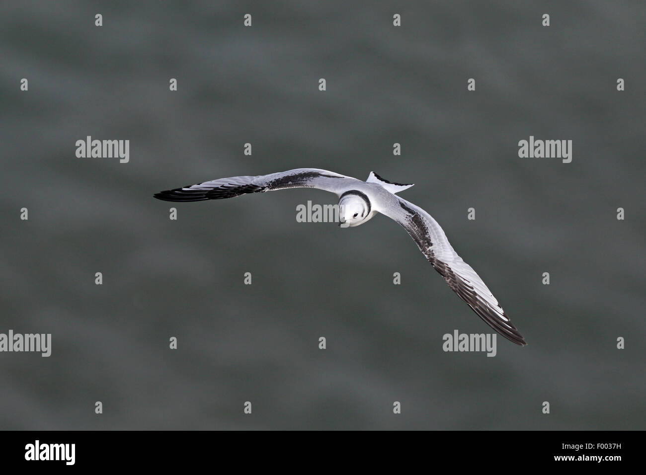 Juvenile Black Legged Kittiwake in flight at Bempton RSPB Reserve Stock ...