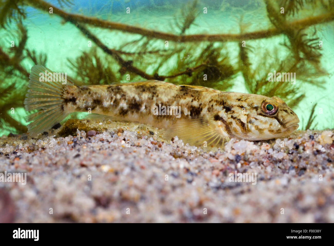 common goby (Pomatoschistus microps), full-length portrait, side view ...