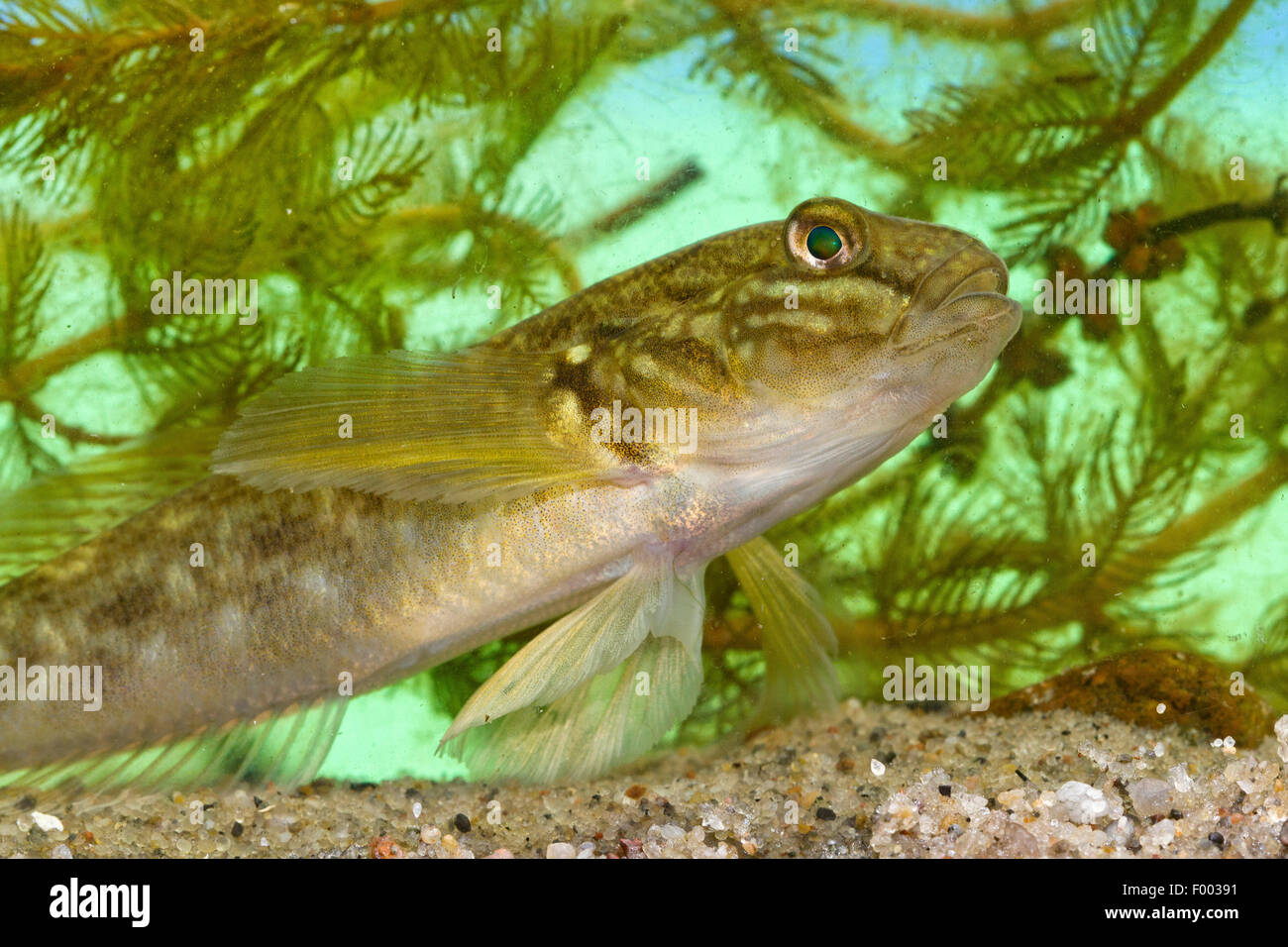 common goby (Pomatoschistus microps), side view, Germany, Mecklenburg ...
