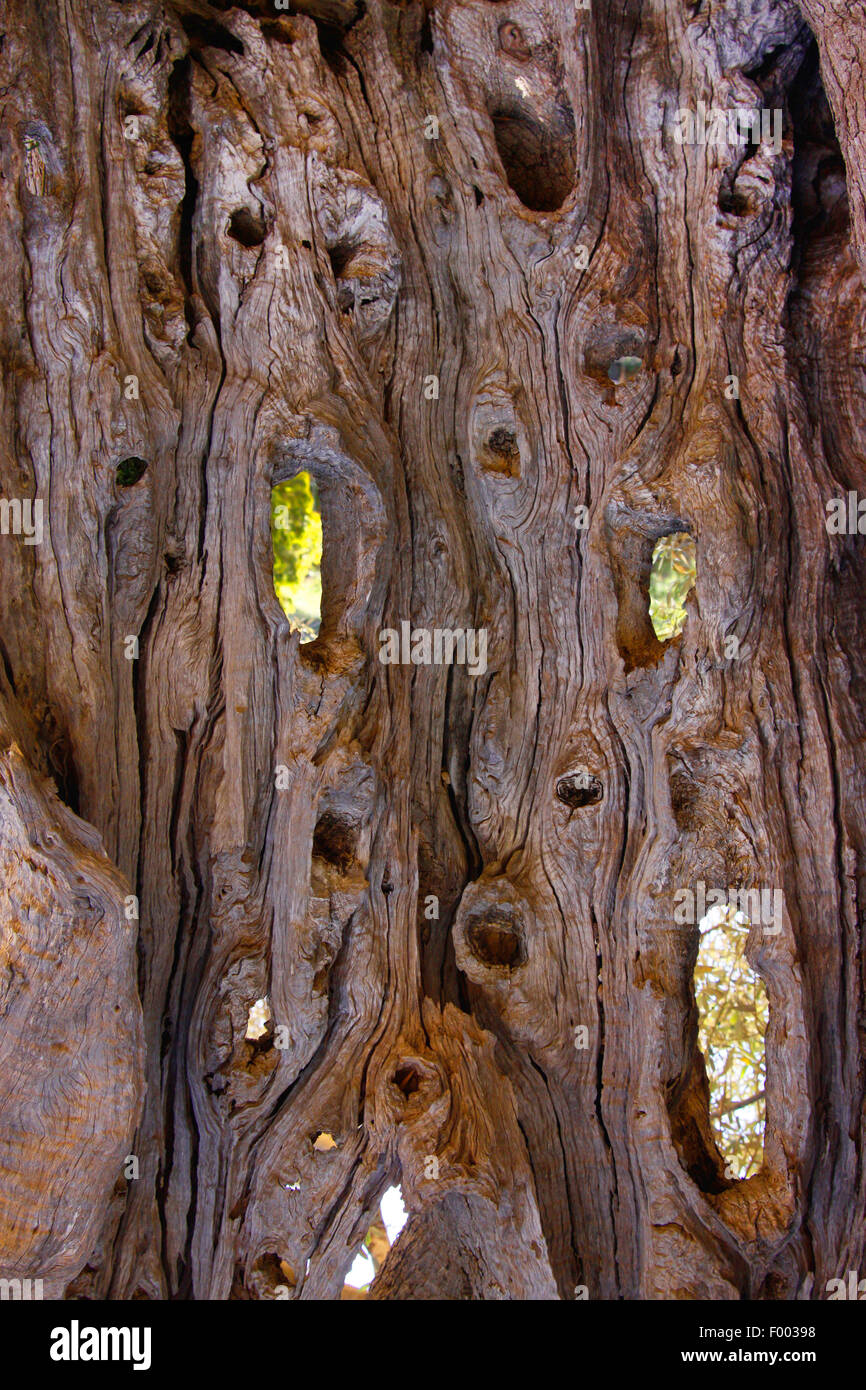 olive tree (Olea europaea ssp. sativa), old holey trunk of an olive ...