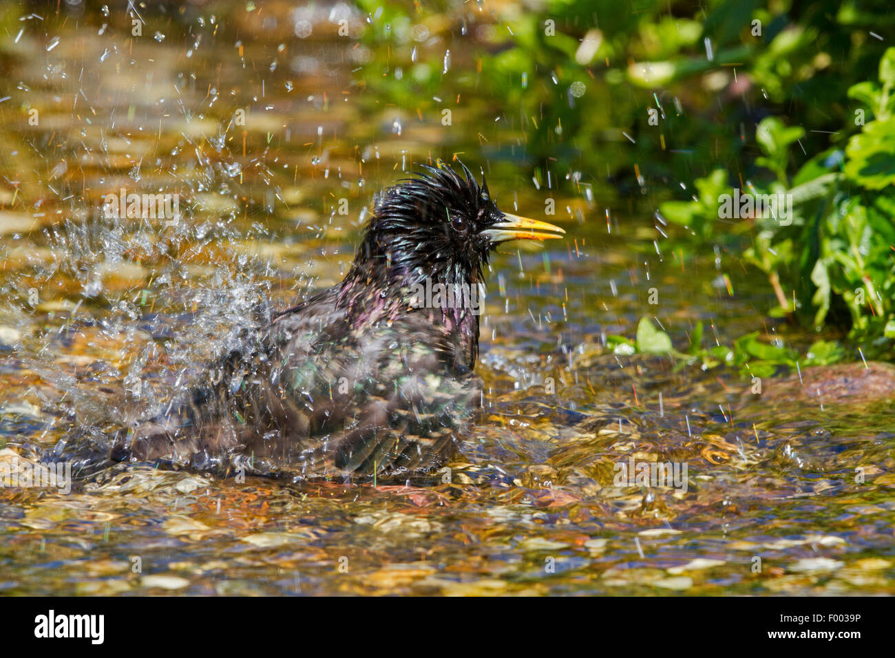 Starlings splashing hi-res stock photography and images - Alamy
