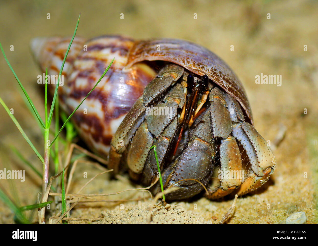 large hermit crab, common hermit crab, soldier crab, soldier hermit ...