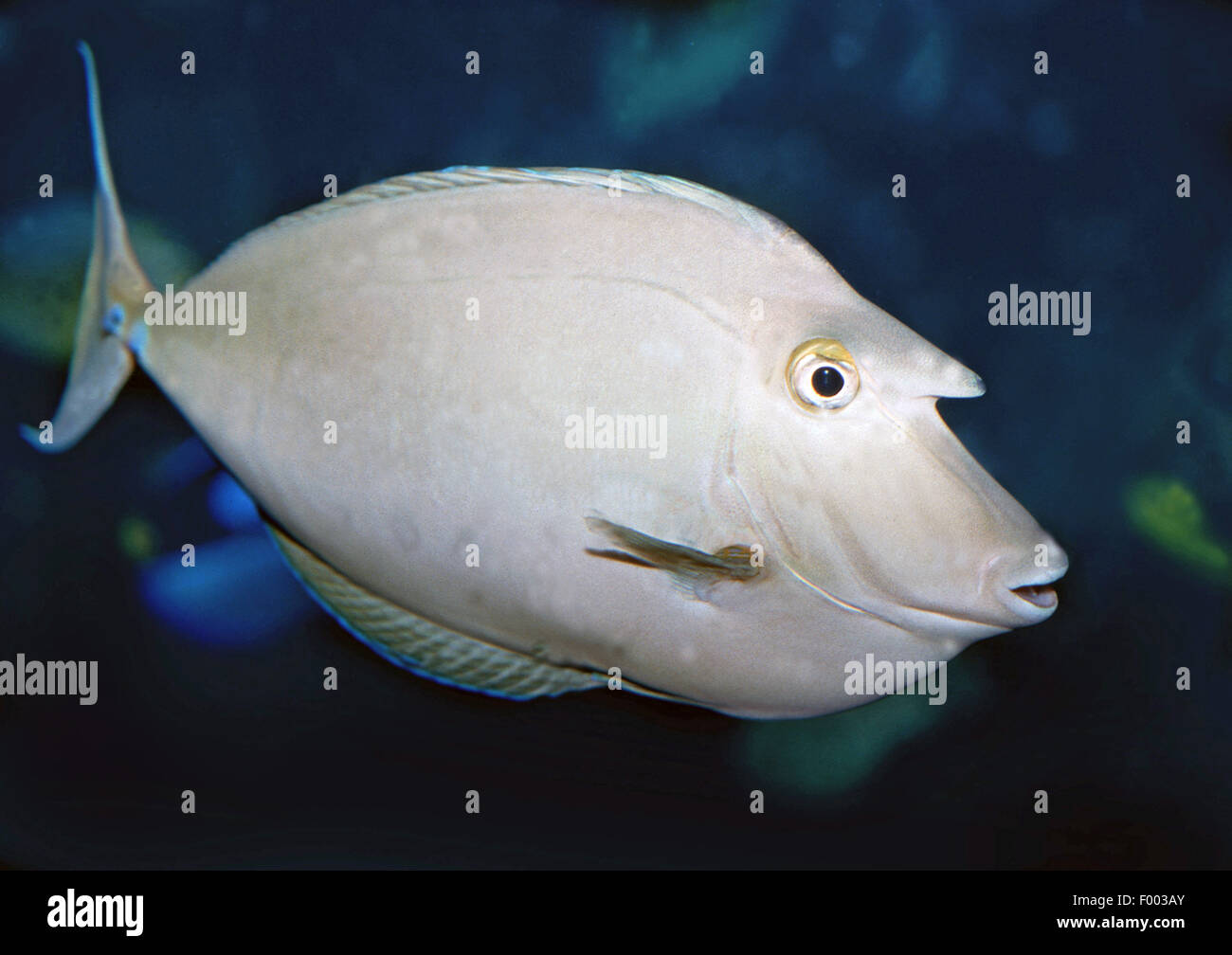 whitemargin unicornfish (Naso annulatus), swimming Stock Photo - Alamy
